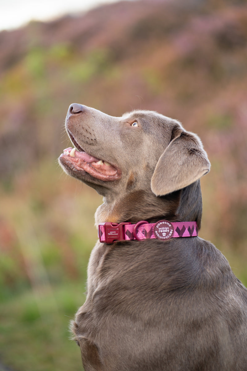 Collars – Pawsome Paws Boutique