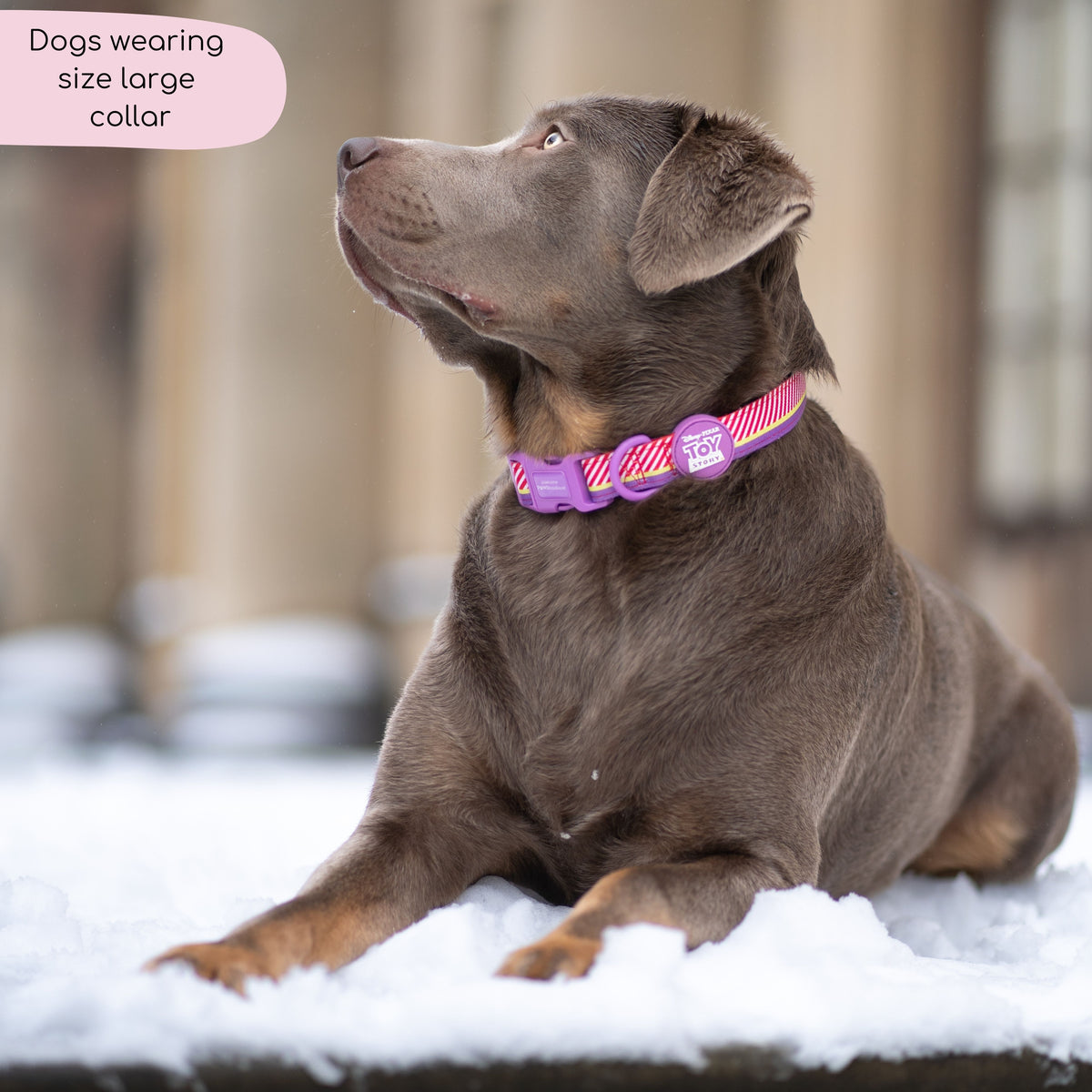 Disney© Collar - Buzz Lightyear – Pawsome Paws Boutique