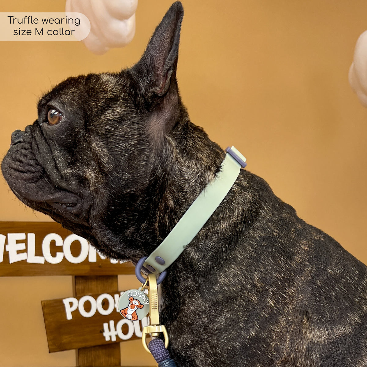 Disney© Waterproof Collar - Winnie + Friends – Pawsome Paws Boutique