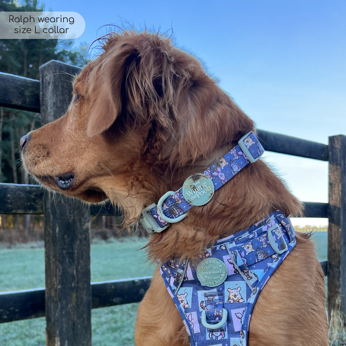 Disney© Collar - Winnie + Friends – Pawsome Paws Boutique