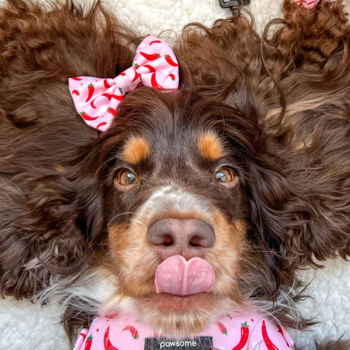 Bow Tie - Chilli Dog – Pawsome Paws Boutique