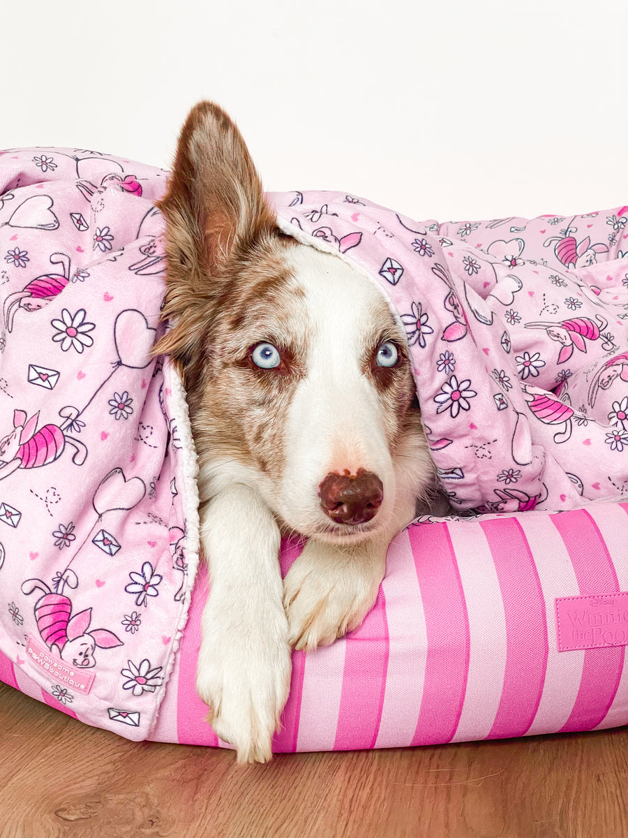 Bonfire Night: How to Keep Your Dog Calm and Happy – Pawsome Paws Boutique