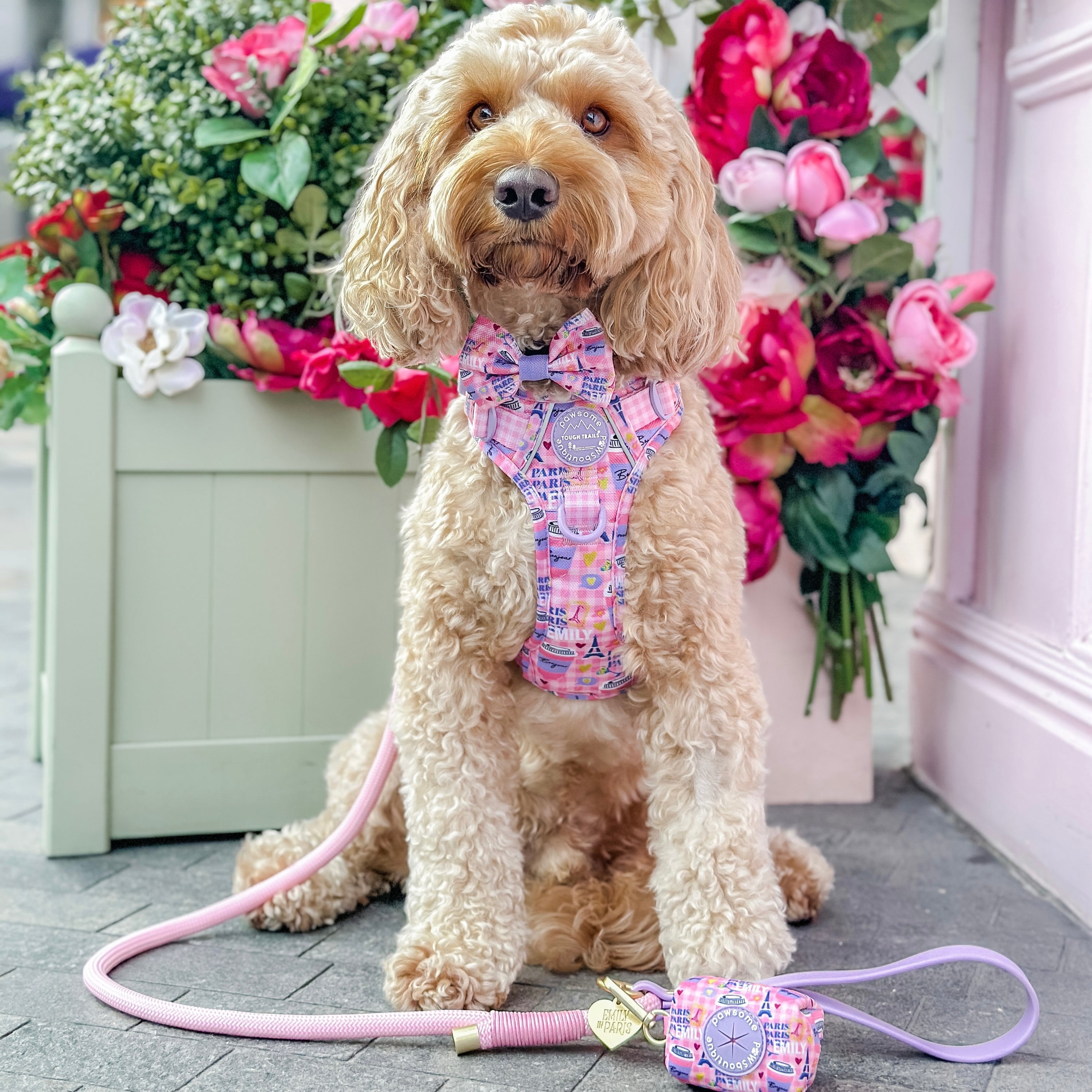 Collections – Pawsome Paws Boutique