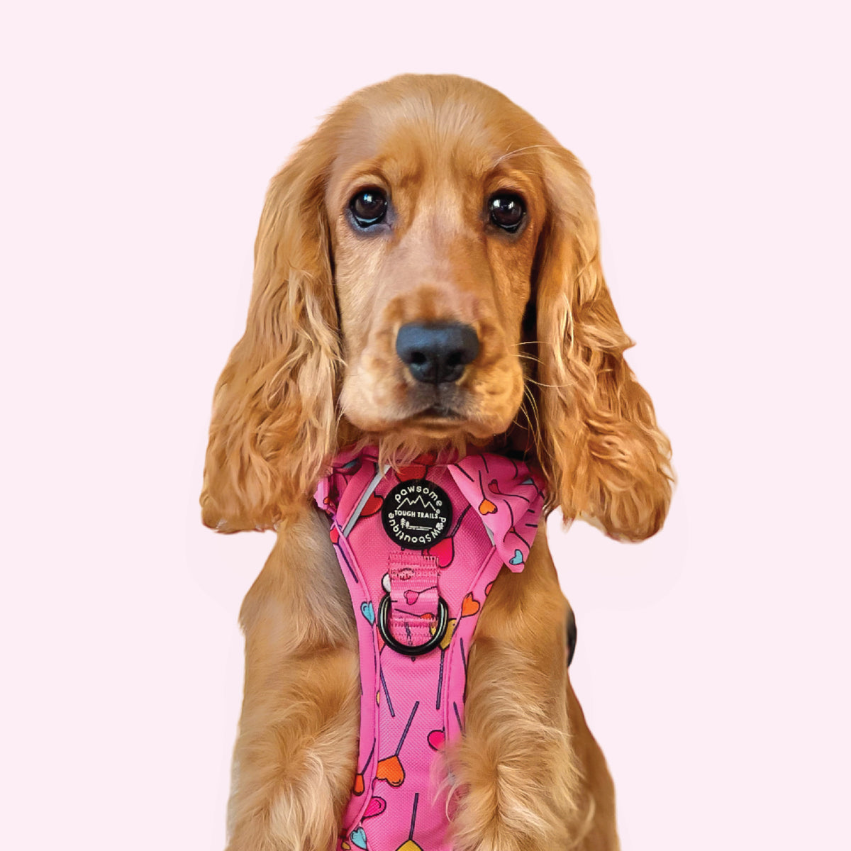 Candypop – Pawsome Paws Boutique