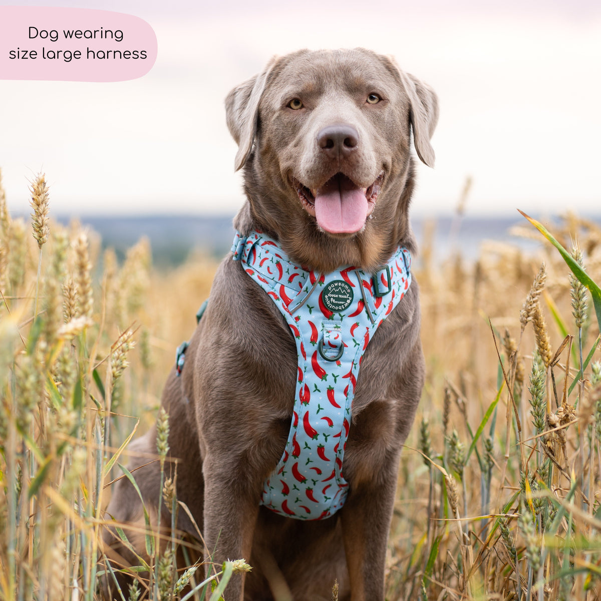 Tough Trails™ Harness - Stay Spicy – Pawsome Paws Boutique