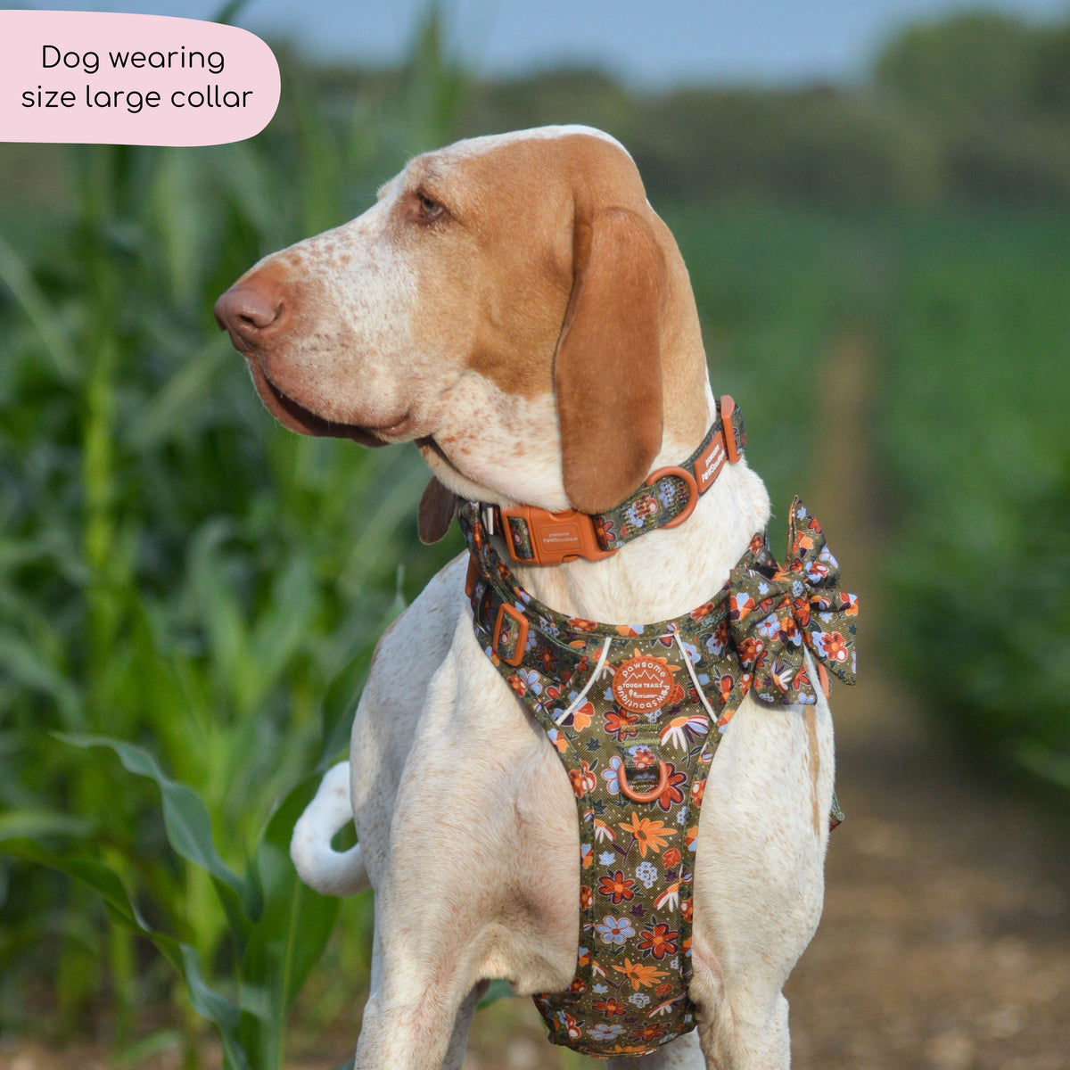 Collar - Rust & Bloom – Pawsome Paws Boutique