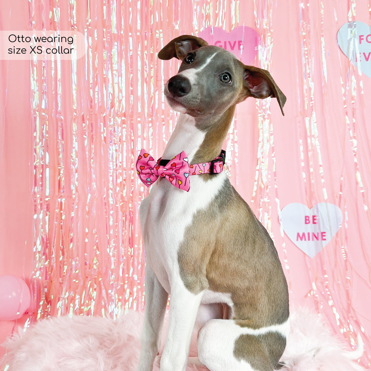 Bow Tie - Candypop – Pawsome Paws Boutique