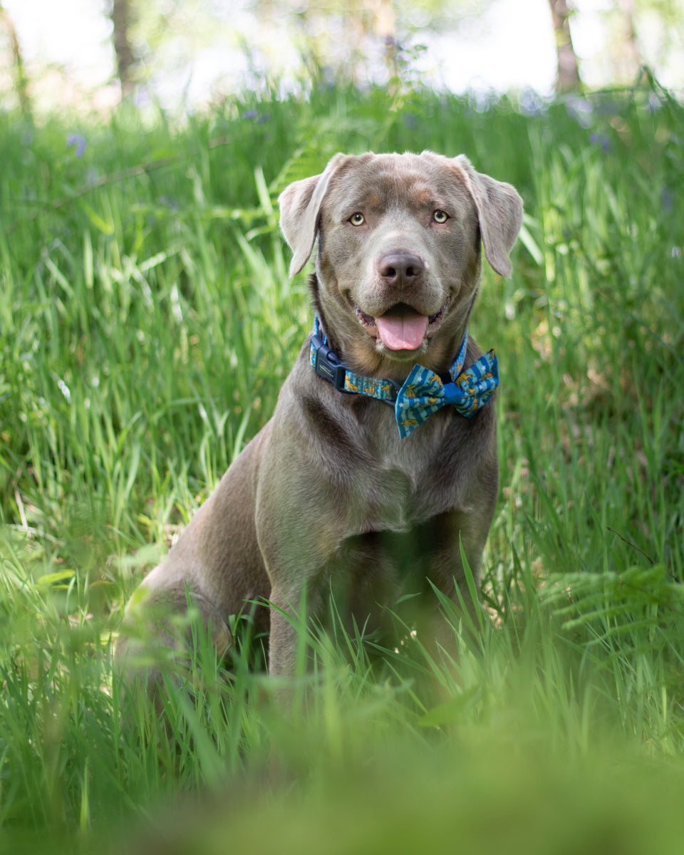 Disney© Collar - Simba – Pawsome Paws Boutique