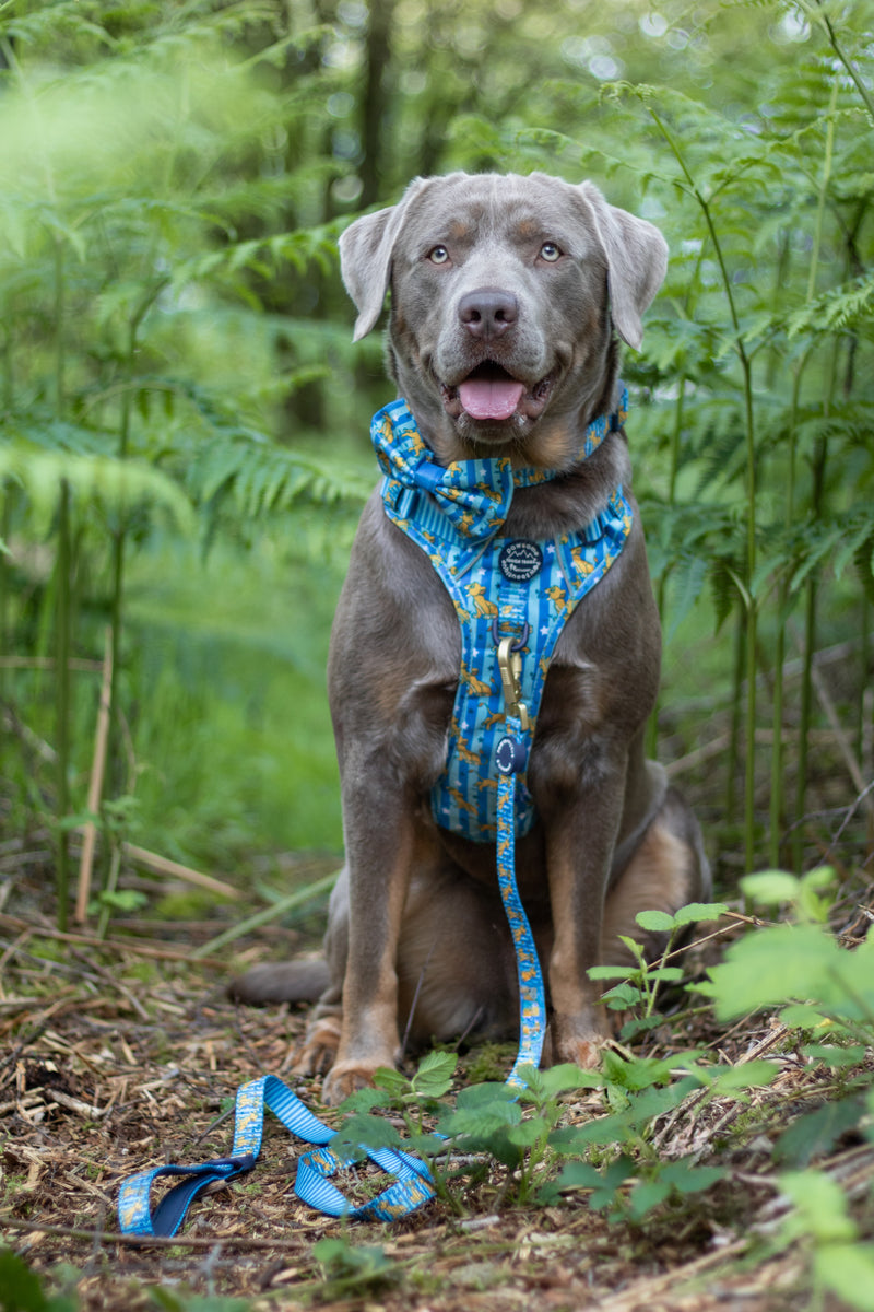 Disney© Lead - Simba – Pawsome Paws Boutique